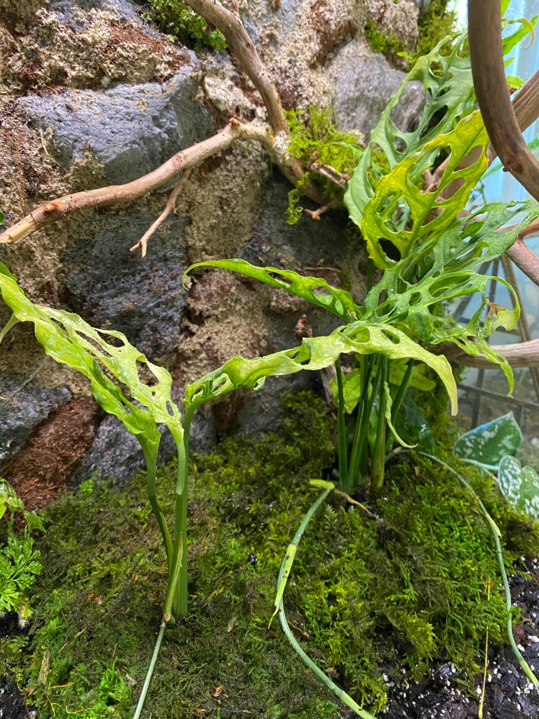 How to Root an Obliqua Node Cutting - Lutz Botanicals